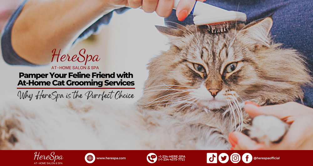 Pamper your feline friend with HereSpa cat grooming. | HereSpa
